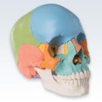 Cranial Manipulation - Dr. Dov Pine