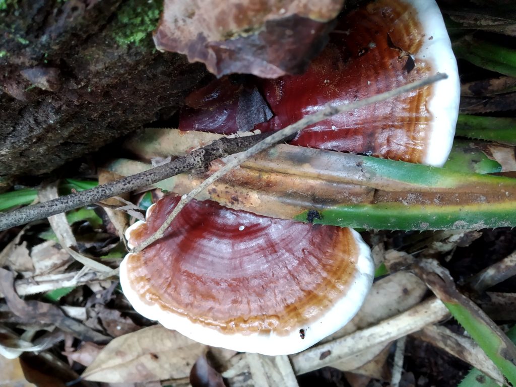 Reishi Mushrooms: Adaptogen for Immunity, Stress & Longevity - Dr. Dov Pine